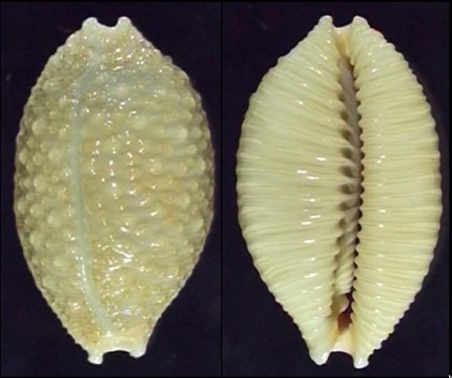 New shells - ShellBrothers - New shells