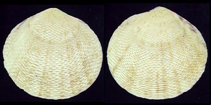 All shells - ShellBrothers - All shells