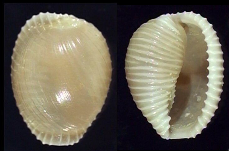 All shells - ShellBrothers - All shells