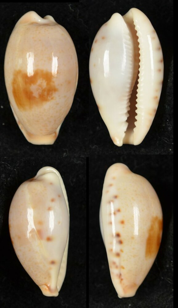 Top shells - ShellBrothers - Top shells