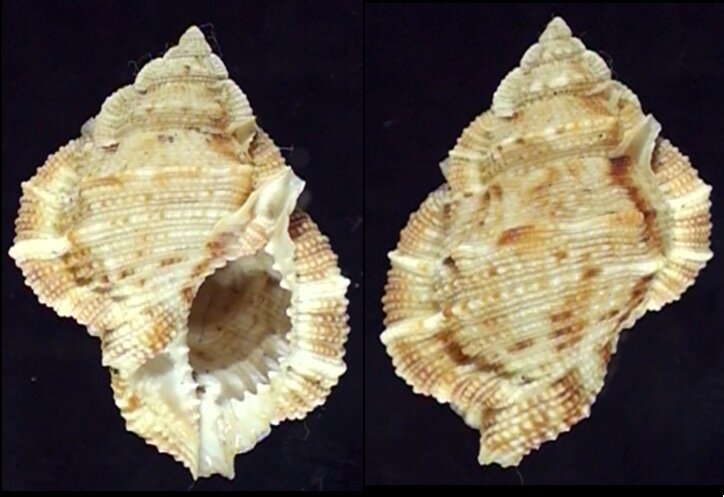 All shells - ShellBrothers - All shells