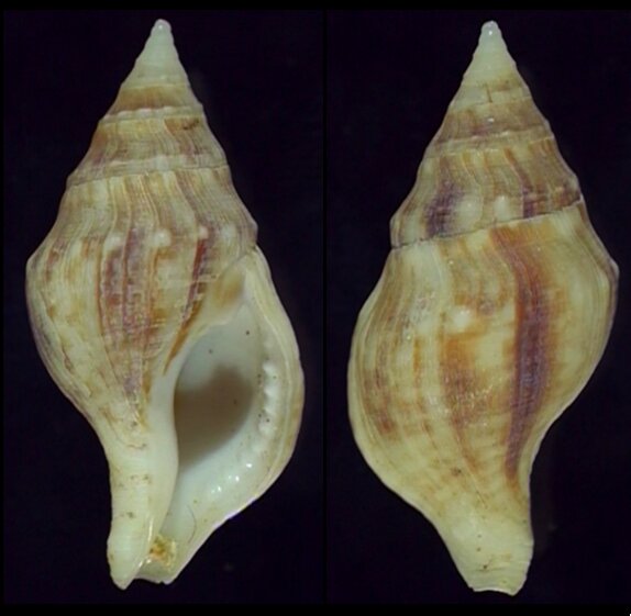 All shells - ShellBrothers - All shells