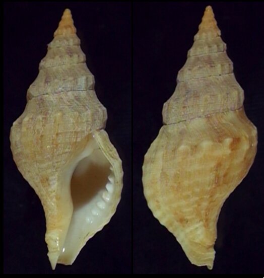 All shells - ShellBrothers - All shells