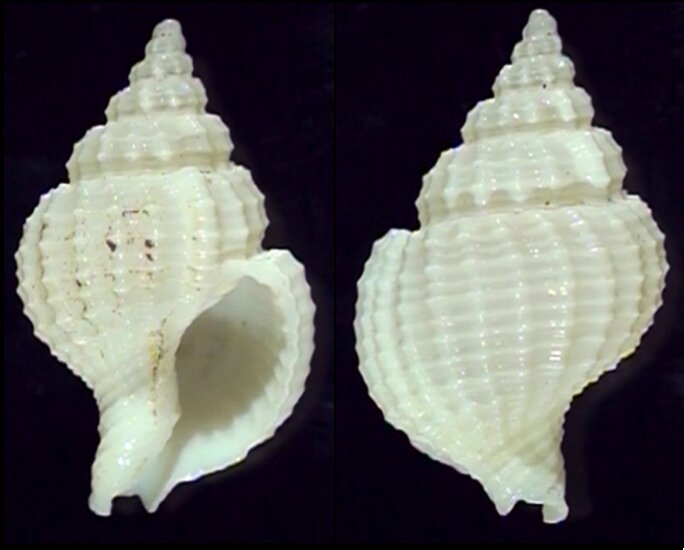 All shells - ShellBrothers - All shells