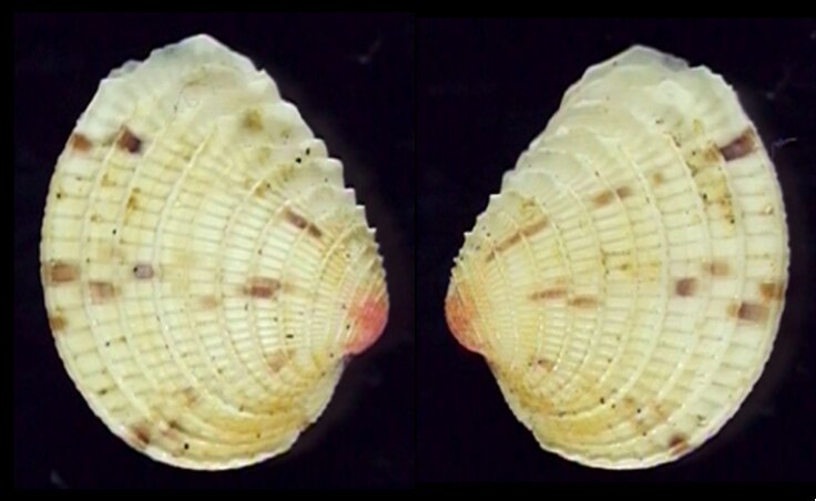 All shells - ShellBrothers - All shells