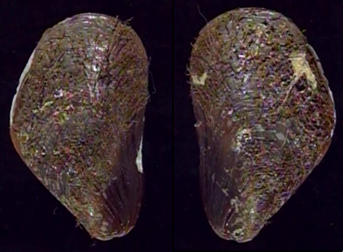 All shells - ShellBrothers - All shells