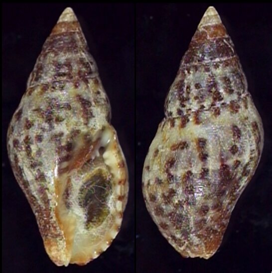 All shells - ShellBrothers - All shells