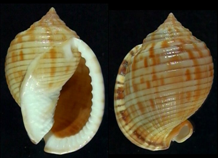 All shells - ShellBrothers - All shells