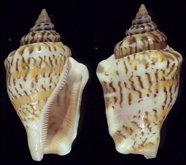 All shells - ShellBrothers - All shells