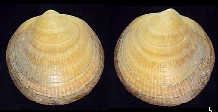 All shells - ShellBrothers - All shells