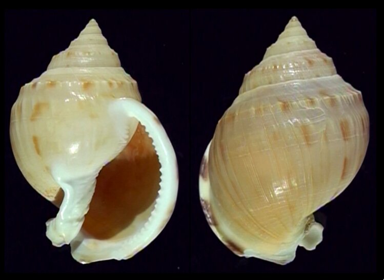 All shells - ShellBrothers - All shells