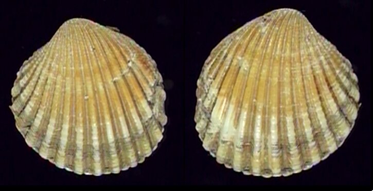 All shells - ShellBrothers - All shells