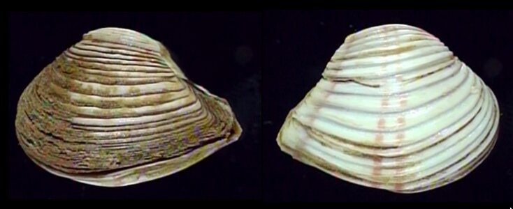 All shells - ShellBrothers - All shells