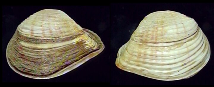 All shells - ShellBrothers - All shells