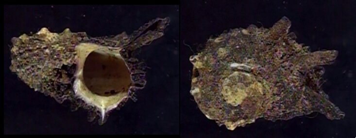 All shells - ShellBrothers - All shells