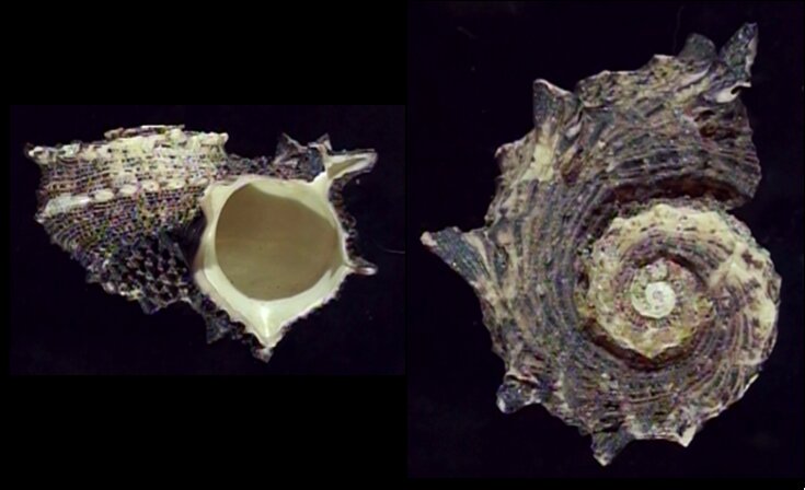 All shells - ShellBrothers - All shells