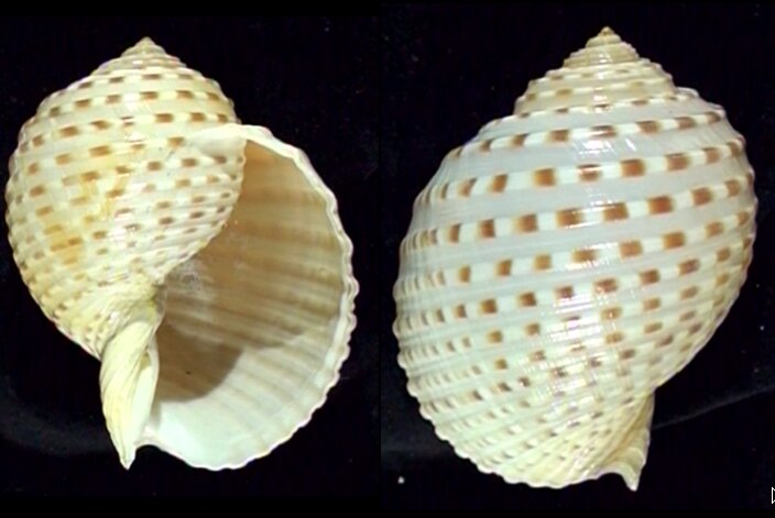 All shells - ShellBrothers - All shells