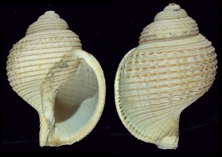 All shells - ShellBrothers - All shells