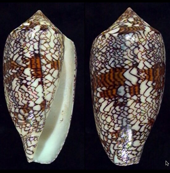 New shells - ShellBrothers - New shells