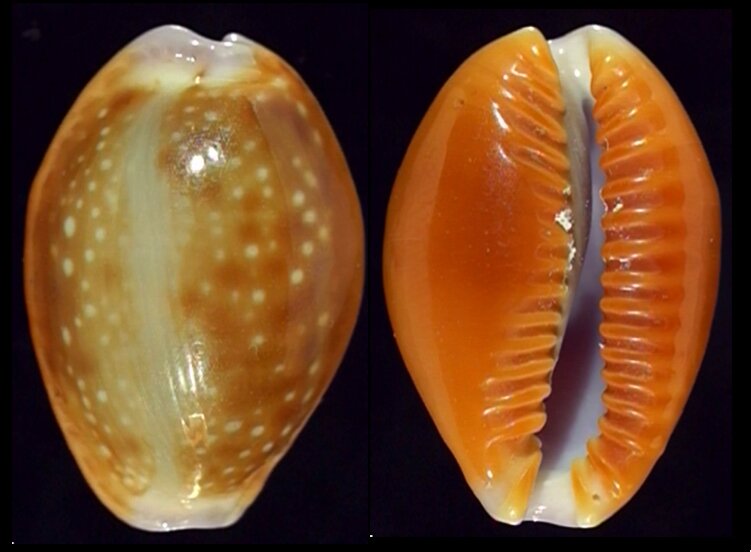 Top shells - ShellBrothers - Top shells