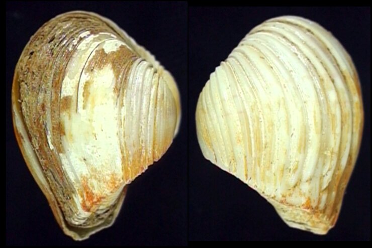 All shells - ShellBrothers - All shells