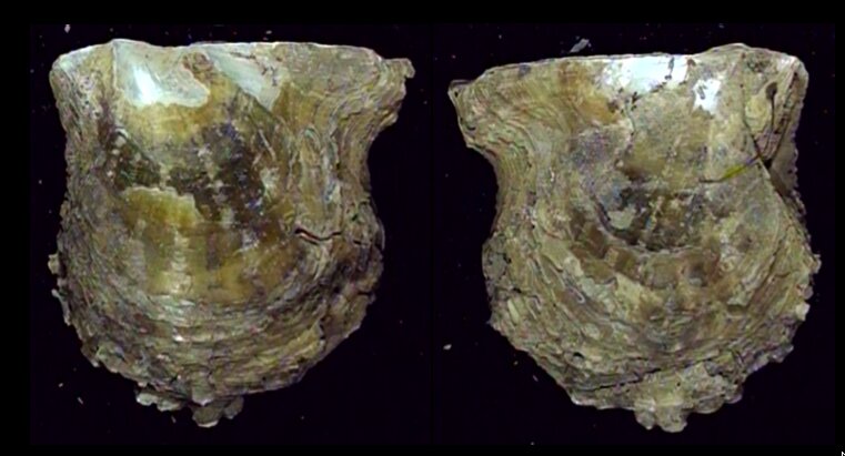 All shells - ShellBrothers - All shells