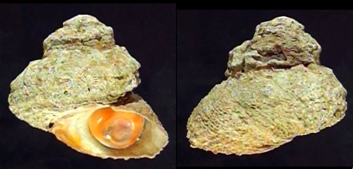 All shells - ShellBrothers - All shells