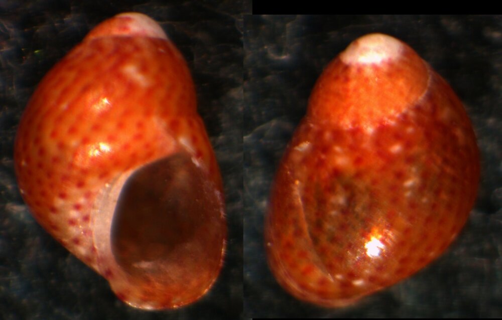 All shells - ShellBrothers - All shells