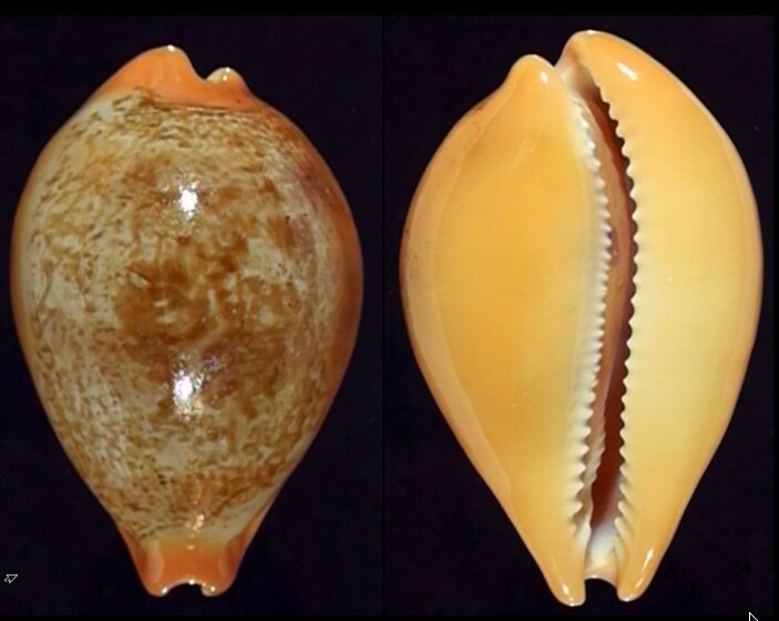 All shells - ShellBrothers - All shells