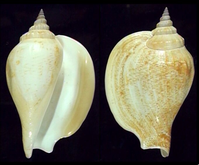 New shells - ShellBrothers - New shells