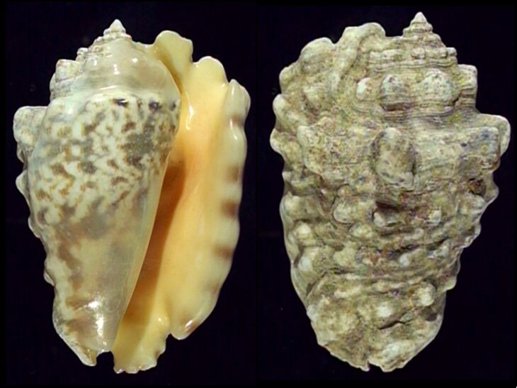 New shells - ShellBrothers - New shells