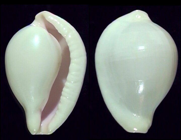 All shells - ShellBrothers - All shells