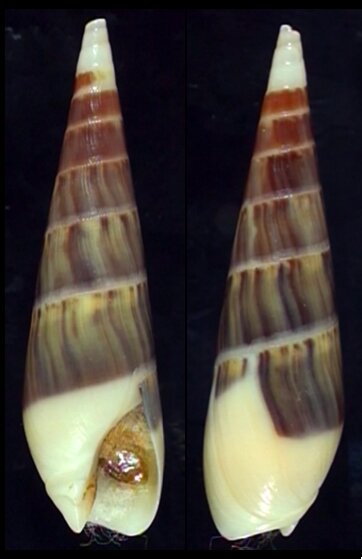 New shells - ShellBrothers - New shells