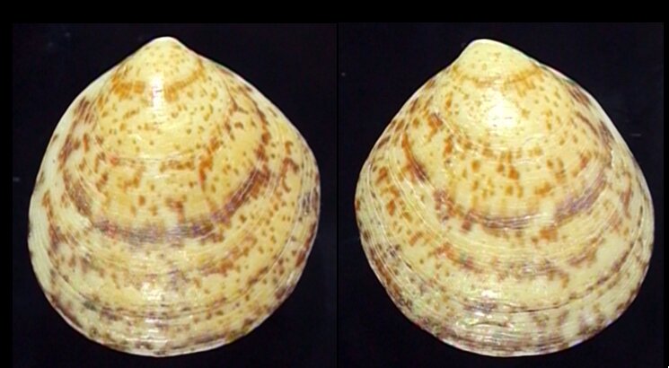 New shells - ShellBrothers - New shells