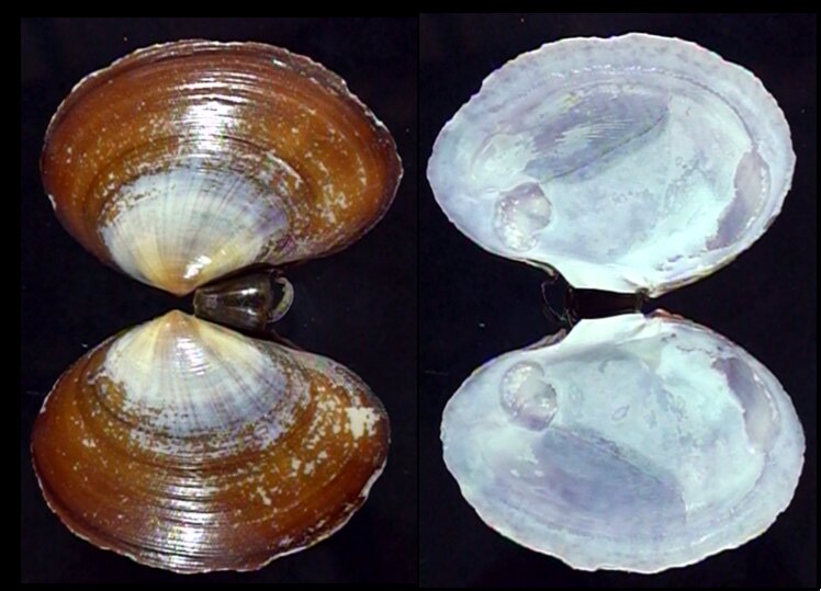 All shells - ShellBrothers - All shells