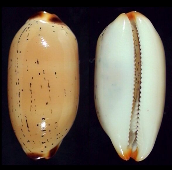 All shells - ShellBrothers - All shells