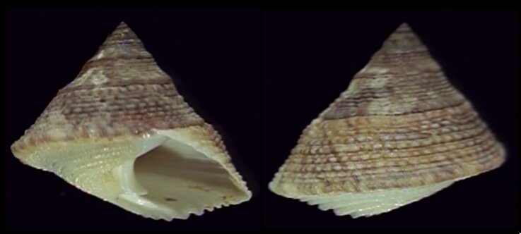 All shells - ShellBrothers - All shells