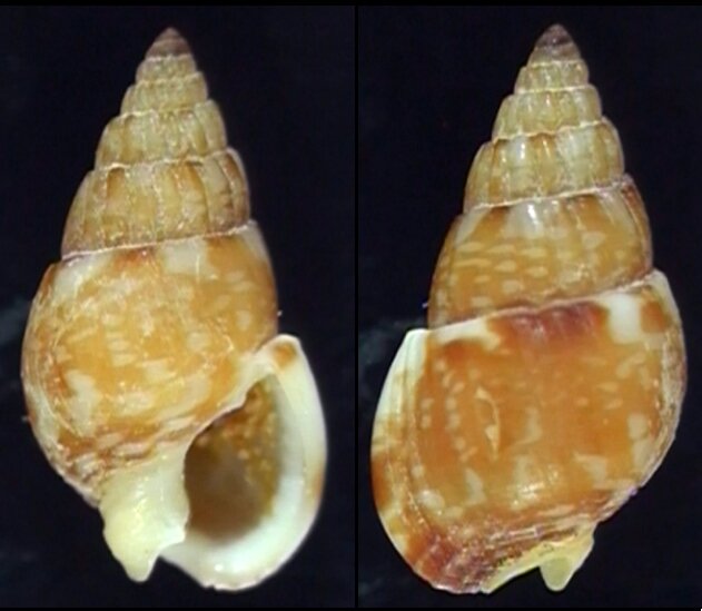 All shells - ShellBrothers - All shells