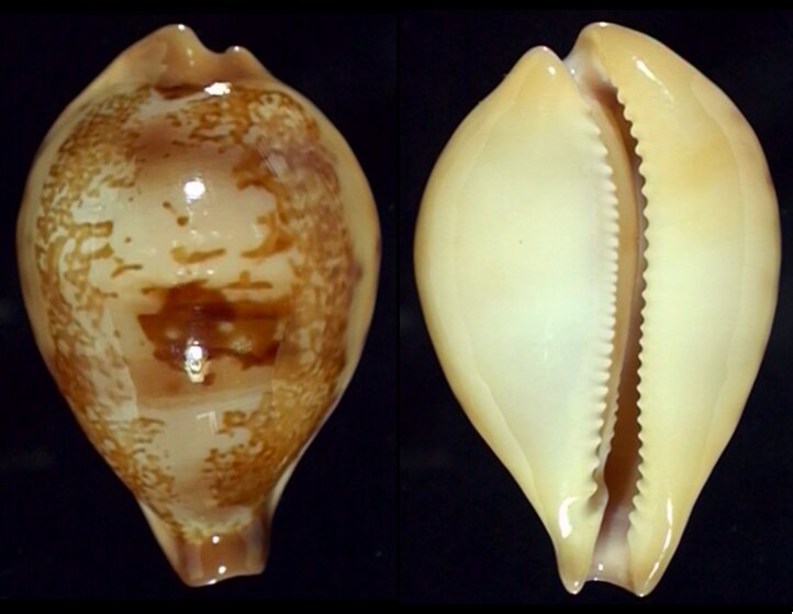 All shells - ShellBrothers - All shells