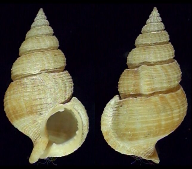 All shells - ShellBrothers - All shells