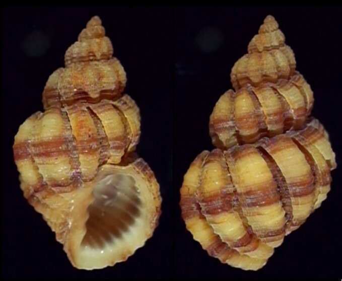 All shells - ShellBrothers - All shells