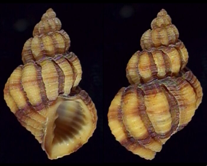 All shells - ShellBrothers - All shells