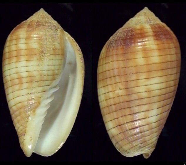 All shells - ShellBrothers - All shells