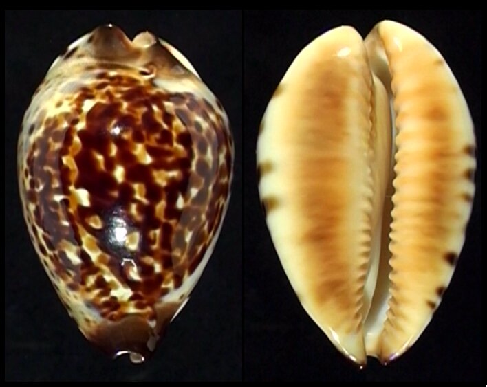 Top shells - ShellBrothers - Top shells