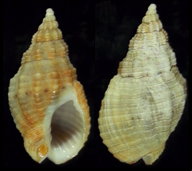 All shells - ShellBrothers - All shells