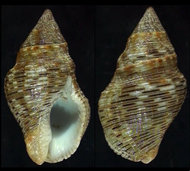 All shells - ShellBrothers - All shells