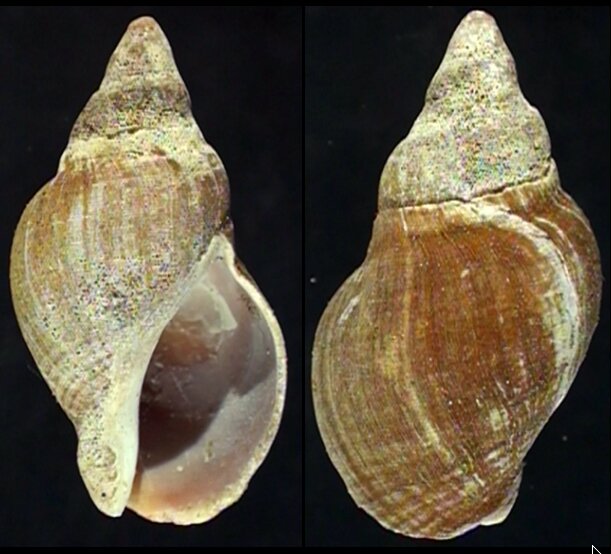 All shells - ShellBrothers - All shells