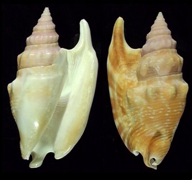 Top shells - ShellBrothers - Top shells