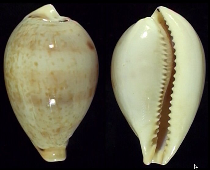 New shells - ShellBrothers - New shells