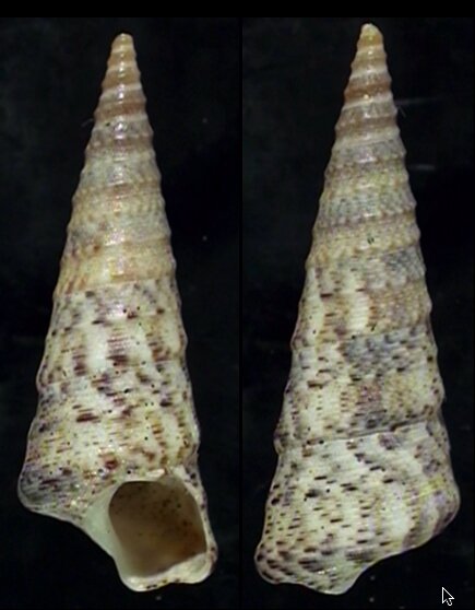 All shells - ShellBrothers - All shells